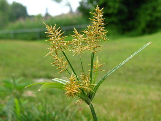 Junquinho (Cyperus spp)