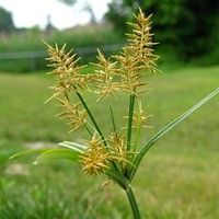 Junquinho (Cyperus spp)