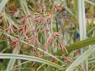 Junquinho (Cyperus spp)