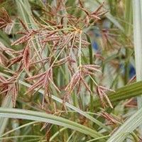 Junquinho (Cyperus spp)