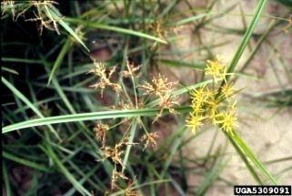 Junquinho (Cyperus spp)