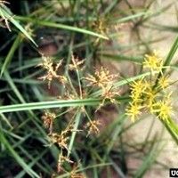 Junquinho (Cyperus spp)