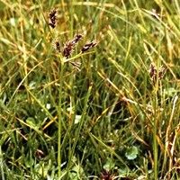 Junquinho (Cyperus spp)