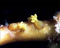 Filoxera (Daktulosphaira vitifoliae)