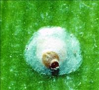 Cochonilha do abacaxi (Diaspis bromeliae)