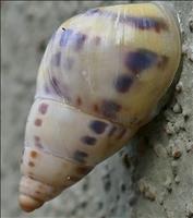 Caramujo (Drymaeus interpunctus)