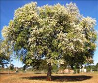 Cagaita (Eugenia dysenterica)