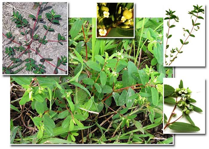 Erva-andorinha (Euphorbia brasiliensis)