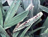 Mancha foliar (Exserohilum rostratum)