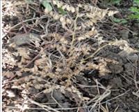 Murcha-de-fusarium (Fusarium oxysporum f. sp. ciceris)