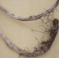 Murcha-de-fusarium (Fusarium oxysporum f. sp. ciceris)