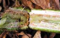 Murcha de fusarium (Fusarium oxysporum f.sp radicis-lycopersici)