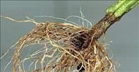 Murcha de fusarium (Fusarium oxysporum f.sp radicis-lycopersici)