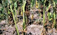 Murcha de fusarium (Fusarium oxysporum f.sp capisici)