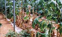 Murcha de fusarium (Fusarium oxysporum f.sp. cucumerinum)