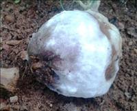 Murcha de fusarium (Fusarium oxysporum f.sp. melonis)