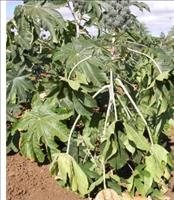 Murcha-de-fusarium (Fusarium oxysporum f.sp. ricini)
