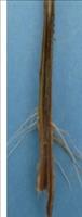 Murcha-de-fusarium (Fusarium oxysporum f. sp tracheiphilum)