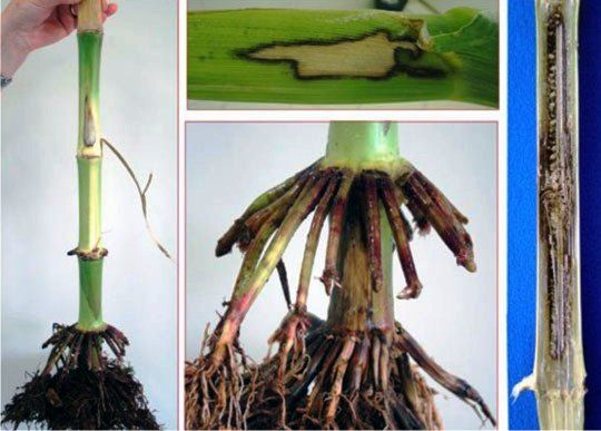 Podridão de raízes (Fusarium verticillioides)