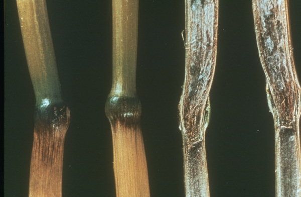 Fusariose (Fusarium nivale)