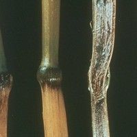 Fusariose (Fusarium nivale)