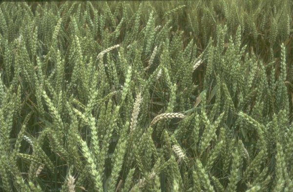 Fusariose (Fusarium nivale)