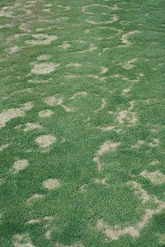 Fusariose (Fusarium nivale)