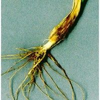 Fusariose (Fusarium nivale)