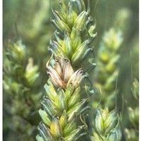 Fusariose (Fusarium nivale)