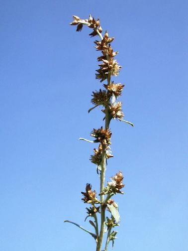 Macela (Gamochaeta americana)