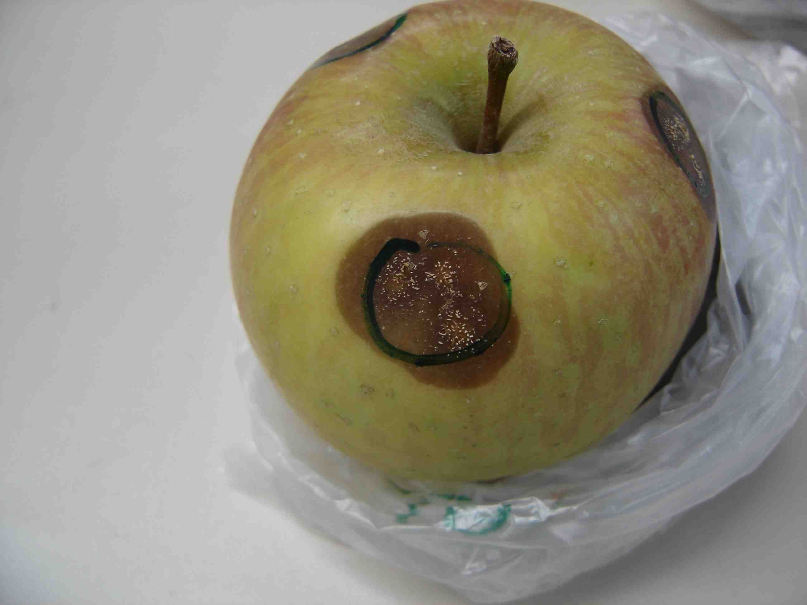 Podridão amarga da macieira (Glomerella cingulata)