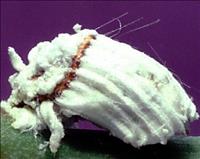 Cochonilha (Icerya sp)