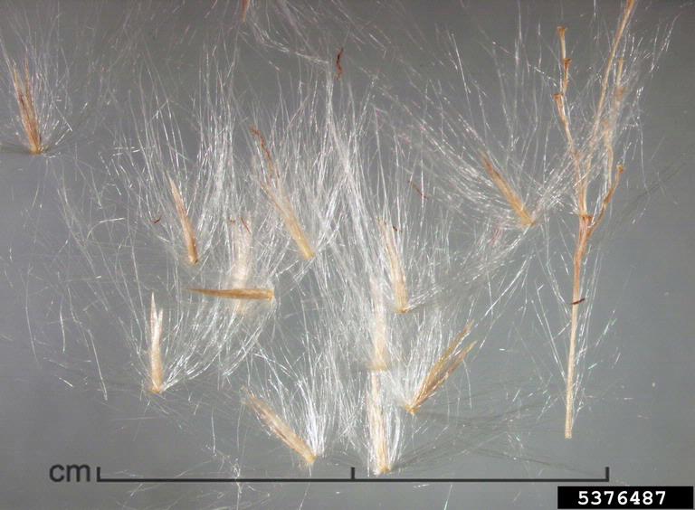 Sapé (Imperata brasiliensis)