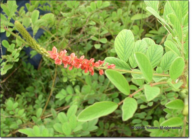 Anileira (Indigofera hirsuta)