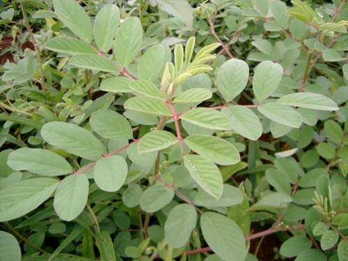 Anileira (Indigofera hirsuta)