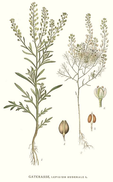 Mastruço (Lepidium ruderale)