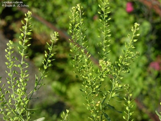 Mastruço (Lepidium ruderale)