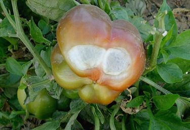 Oídio (Leveillula taurica)