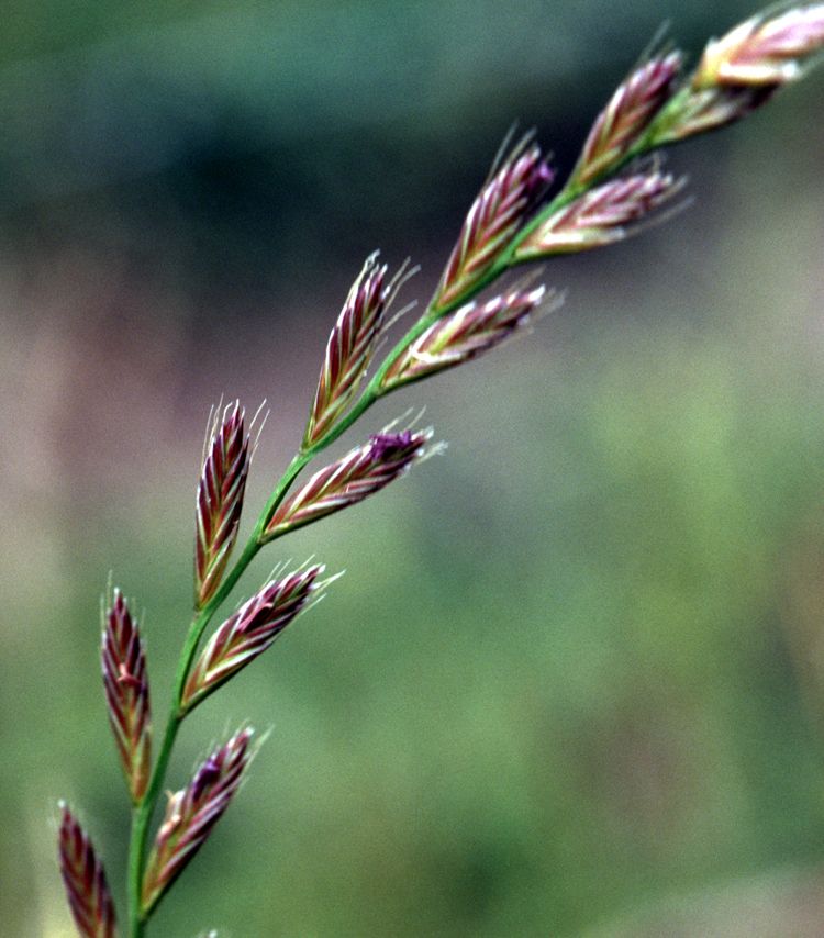 Azevém (Lolium multiflorum)