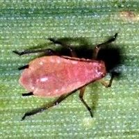 Pulgão de espiga (Macrosiphum avenae)