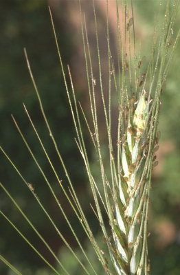 Pulgão de espiga (Macrosiphum avenae)