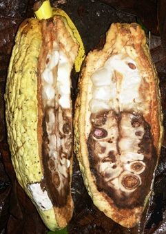 Monilíase (Moniliophthora roreri )