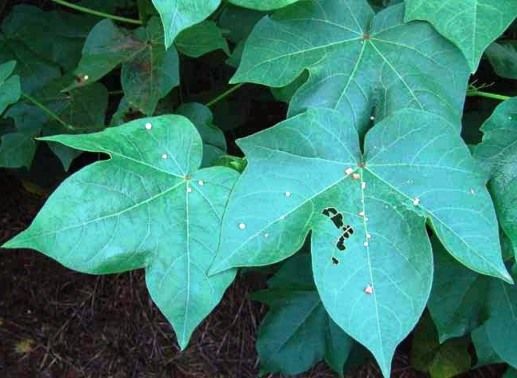 Mancha-de-mirotécio (Myrothecium roridum)