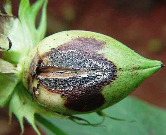 Mancha-de-mirotécio (Myrothecium roridum)