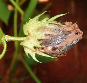 Mancha-de-mirotécio (Myrothecium roridum)