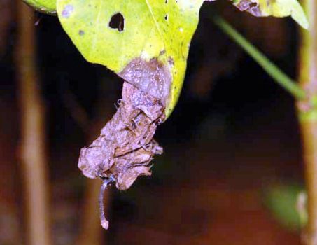 Mancha-de-mirotécio (Myrothecium roridum)