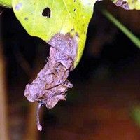 Mancha-de-mirotécio (Myrothecium roridum)