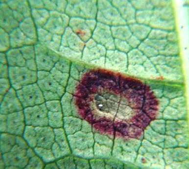 Mancha-de-mirotécio (Myrothecium roridum)