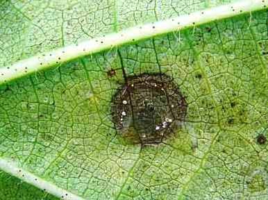 Mancha-de-mirotécio (Myrothecium roridum)