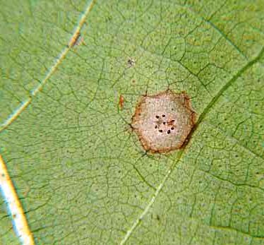 Mancha-de-mirotécio (Myrothecium roridum)